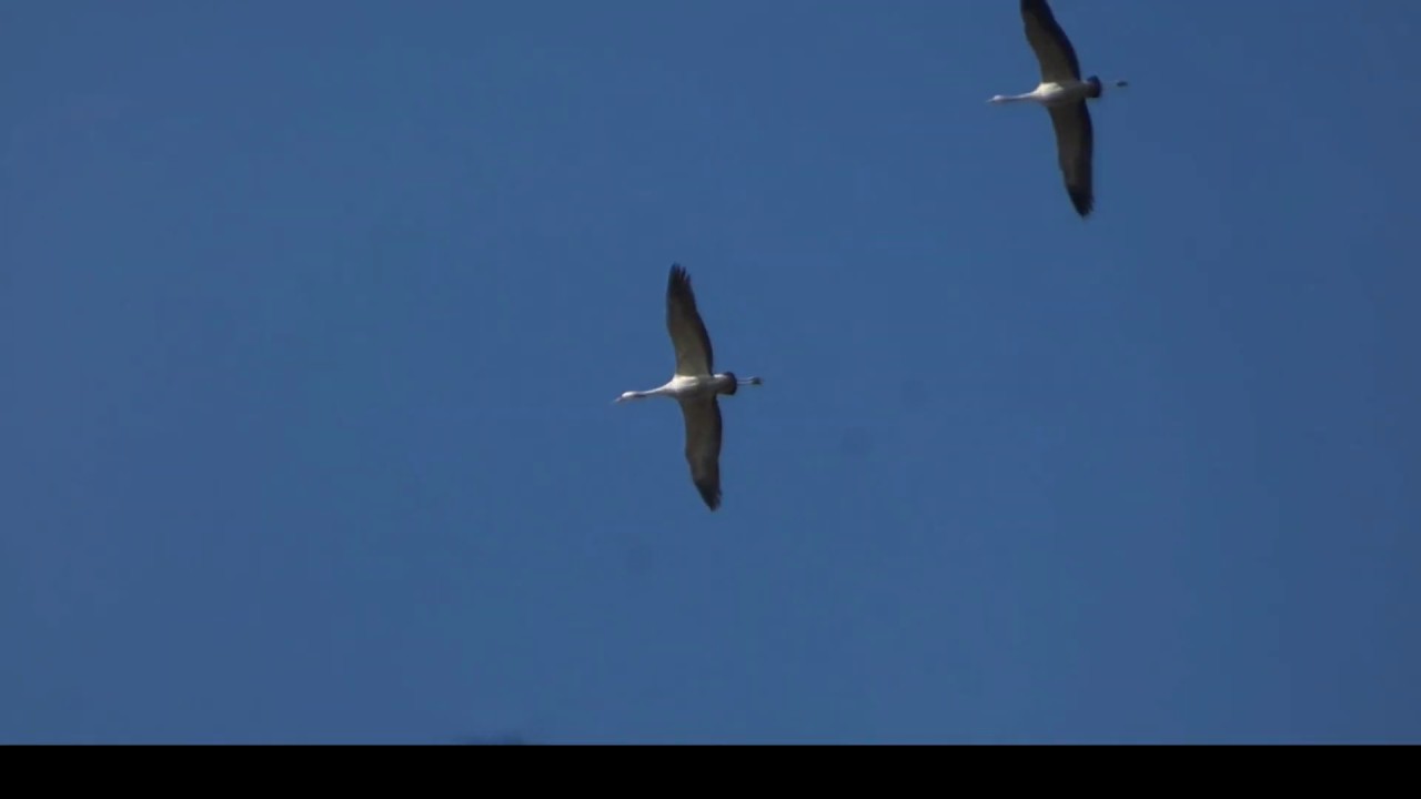 Common Crane at West Rise Marsh, East Sussex - YouTube