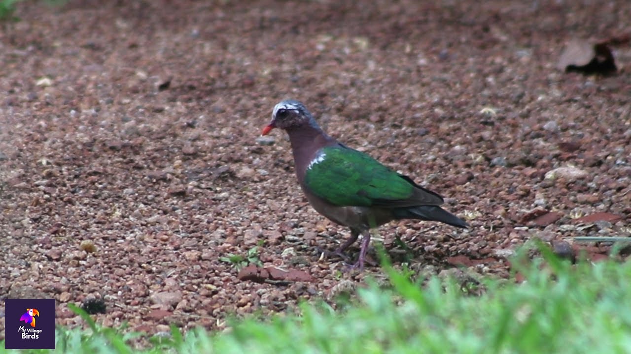 Graceful Emerald Dove Foraging for Food | Serene Bird Walking on Ground ...
