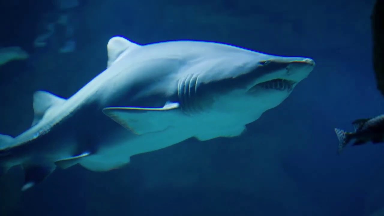 Shark l Royalty Free Stock Video - YouTube