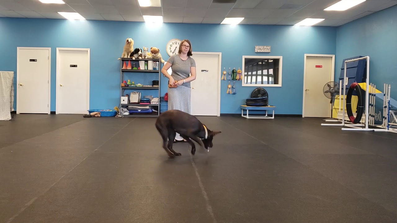 Go Crazy and Freeze anti-jumping game - Tailored Dog Training - YouTube