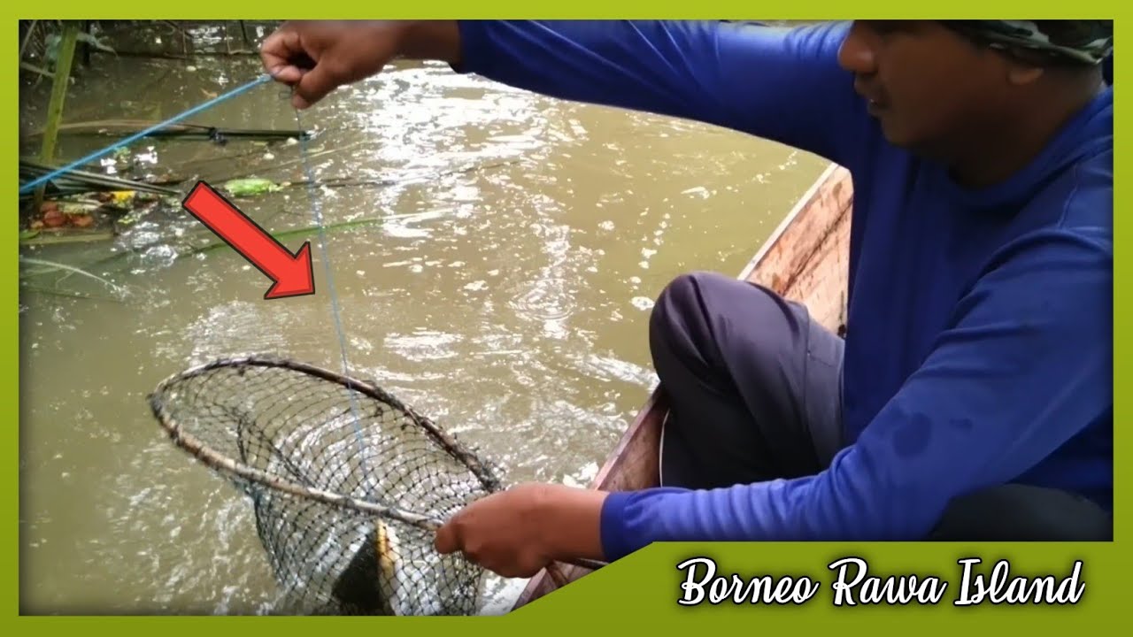 Mancing Rawai Kalimantan - YouTube