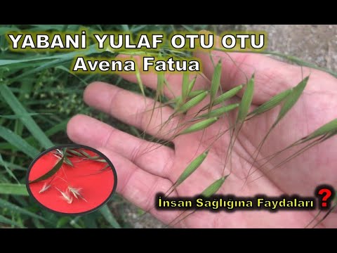 Doğada Yabani Yulaf Otu İnsan Sağlığına Faydaları Nelerdir Avena fatua ...