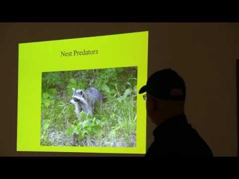 Predators & Wild Turkey Populations / Full length - YouTube