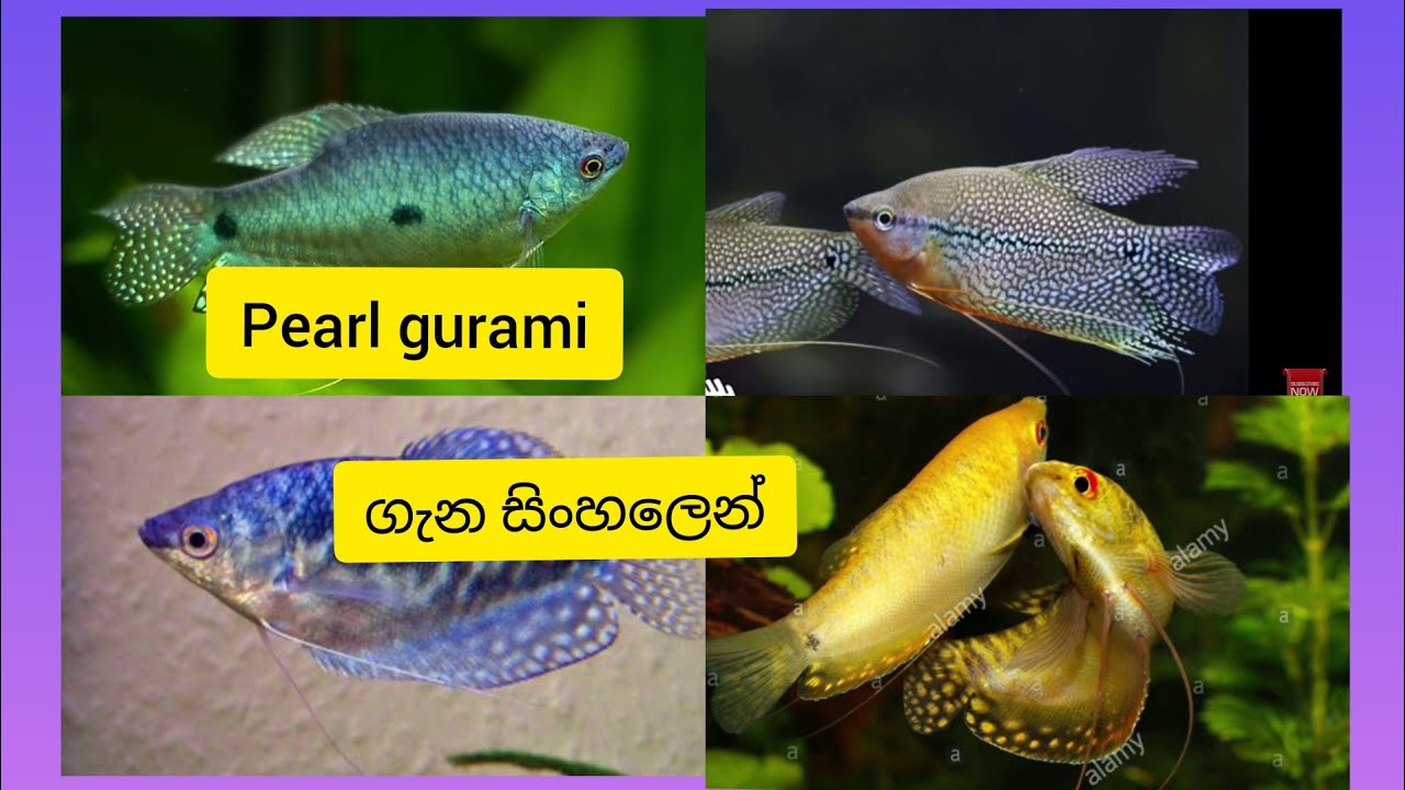 Pearl gurami fish care in sinhala./Kavindul wijethunga and pet - YouTube