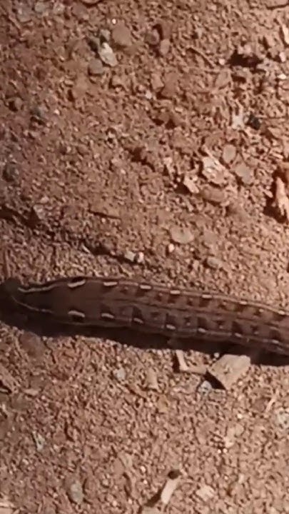 Python cat - YouTube