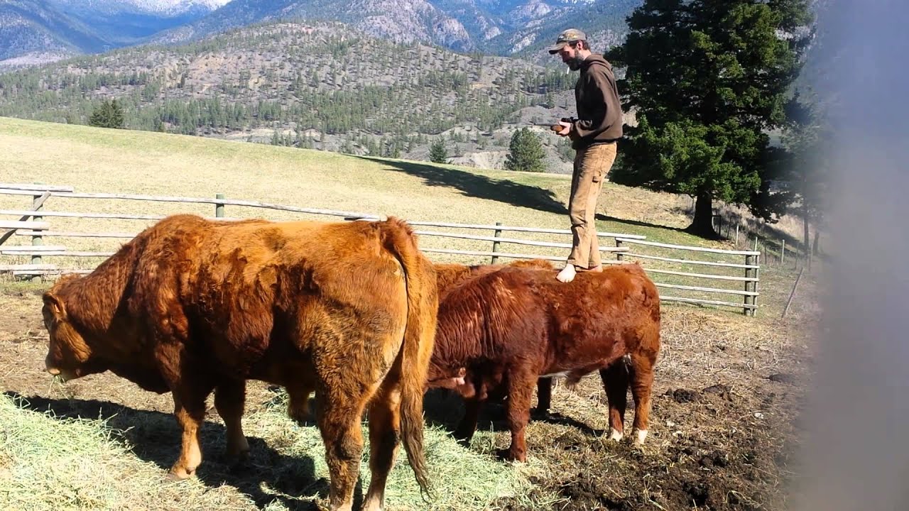More bull riding - YouTube
