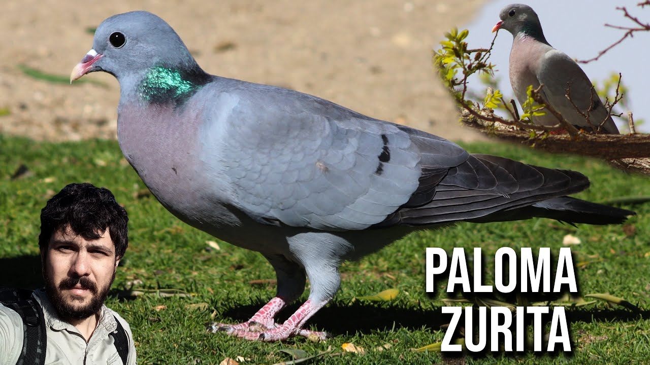 Paloma zurita 4K (Columba oenas) Stock Dove, Pigeon colombin, Hohltaube ...