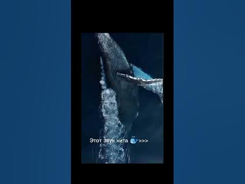 Звук кита 52 гц - YouTube
