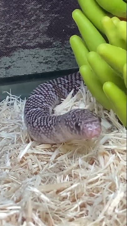 Baby King Snake - YouTube