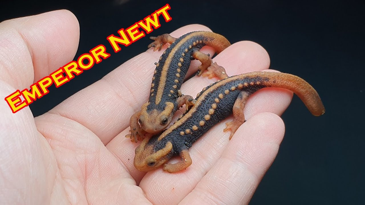 엠페러 뉴트의 테트라 렙토민 먹이 반응 영상! Feeding Emperor Newt(Tylototriton shanjing ...