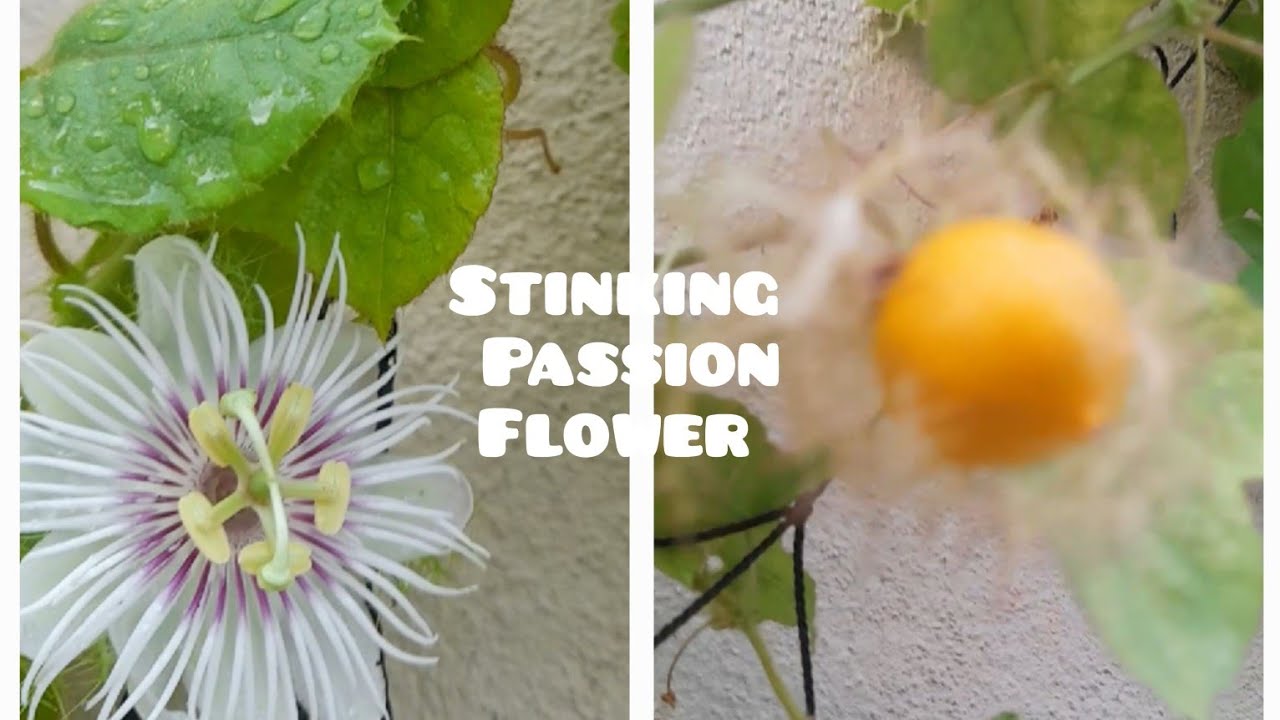 Passiflora foetida or Stinking passion Flower,wild water lemon,bush ...