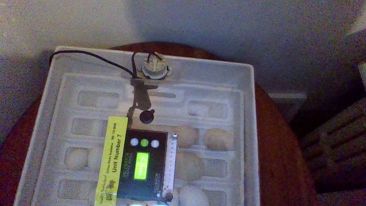 Egg Cam - YouTube
