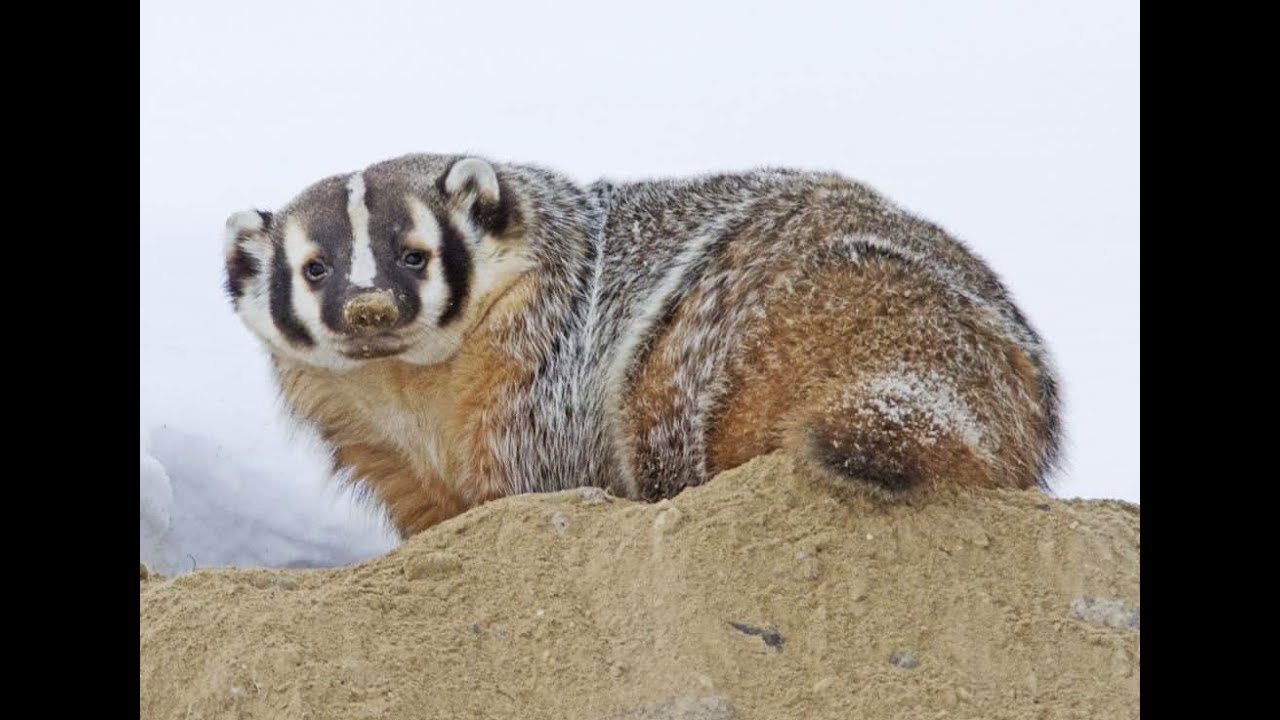 The Badger! (a poem) - YouTube