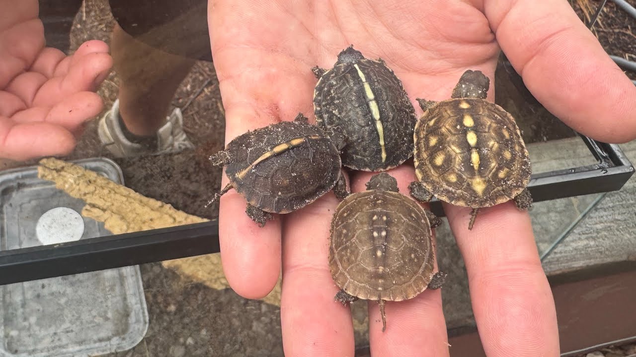 How to set up a baby box turtle enclosure - YouTube