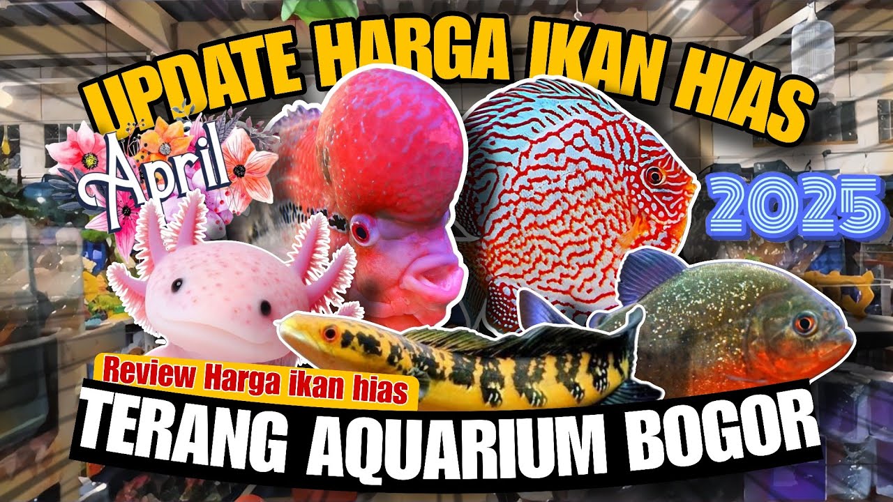 REVIEW HARGA IKAN HIAS DI TOKO TERANG AQUARIUM BOGOR | APRIL 2025 - YouTube