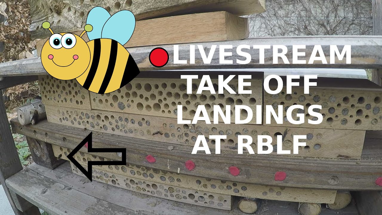 🔴 LIVE: Take off and Landings at RBLF (Rons Bee Landing Facility) - YouTube