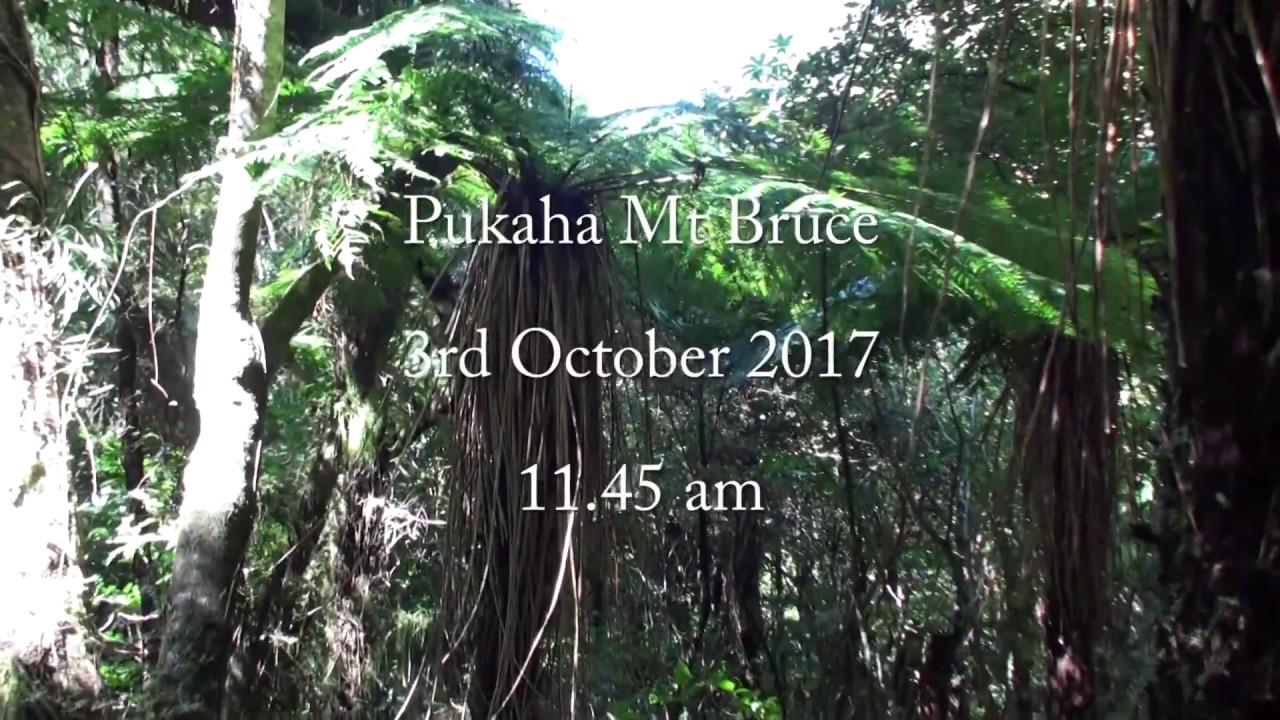 Pukaha Mt Bruce 1080 Eyewitness - YouTube