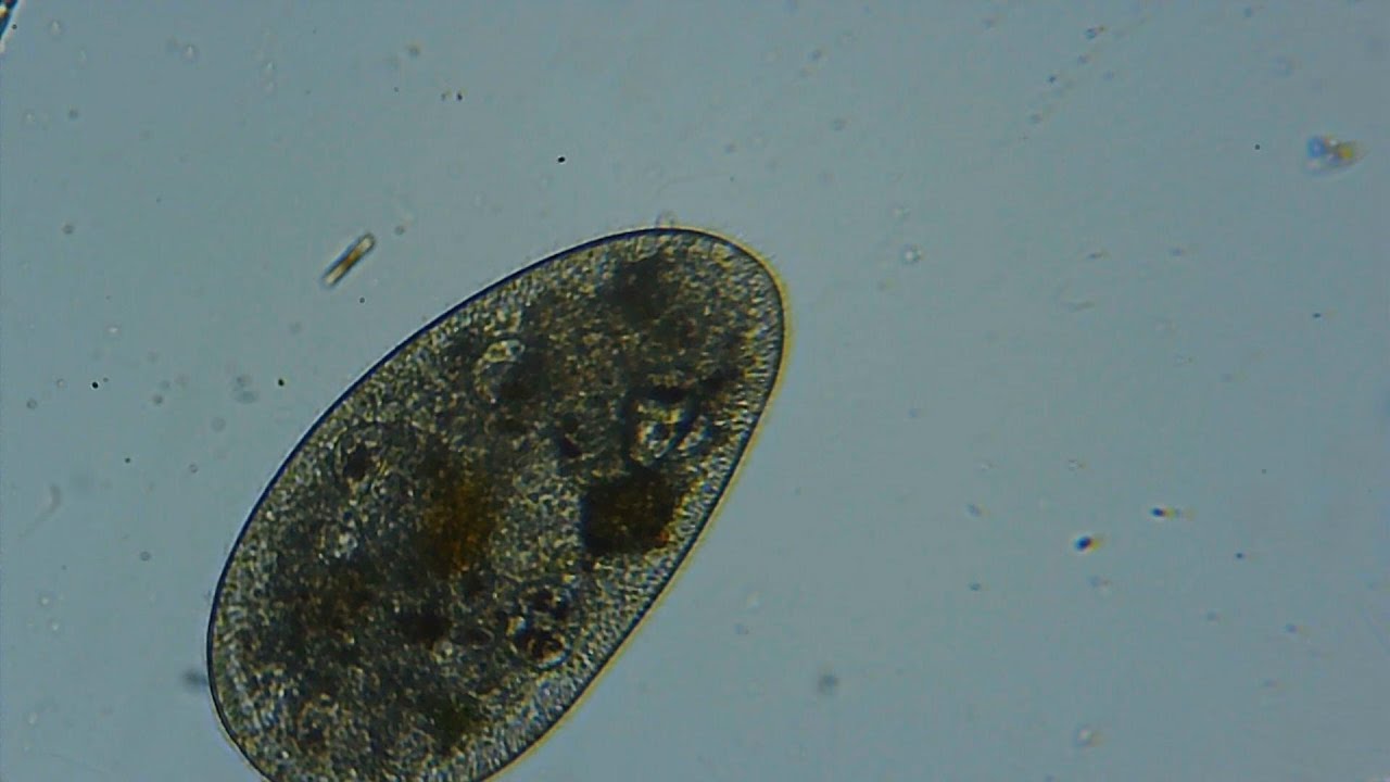 l'eau du bassin au microscope - YouTube