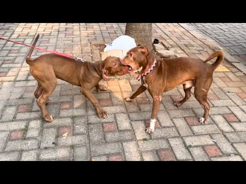 HULK ANAK MUSSO VS KING FLOKI ‼️ - YouTube