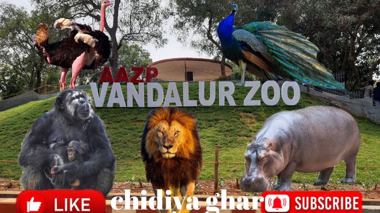 zoo | chidiya ghar | animal zoo |amazing animal | lion | chimpanzee ...