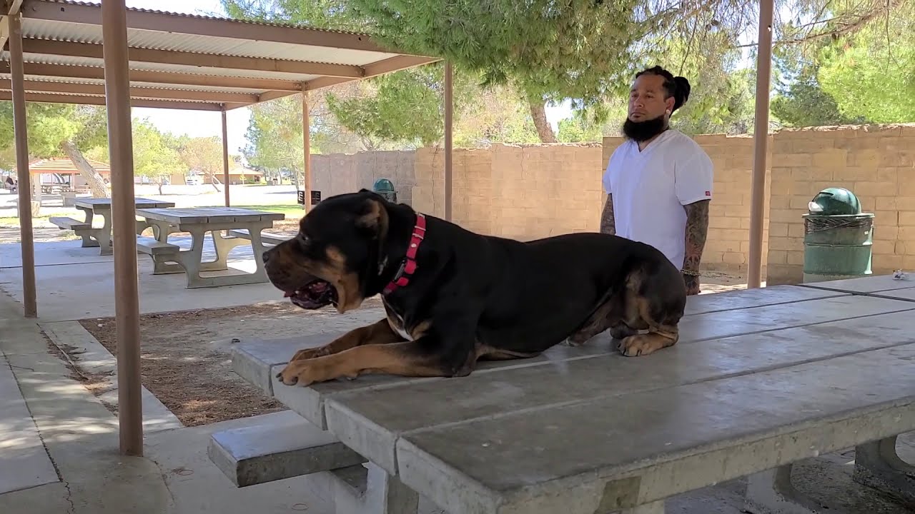 Pit Bull Training | Debo | Fontana, CA - YouTube