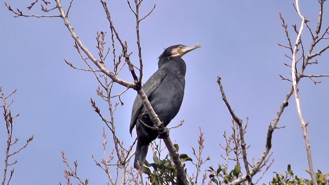 Kormorán velký (Phalacrocorax carbo),Kormoran (Art),Great Cormorant ...