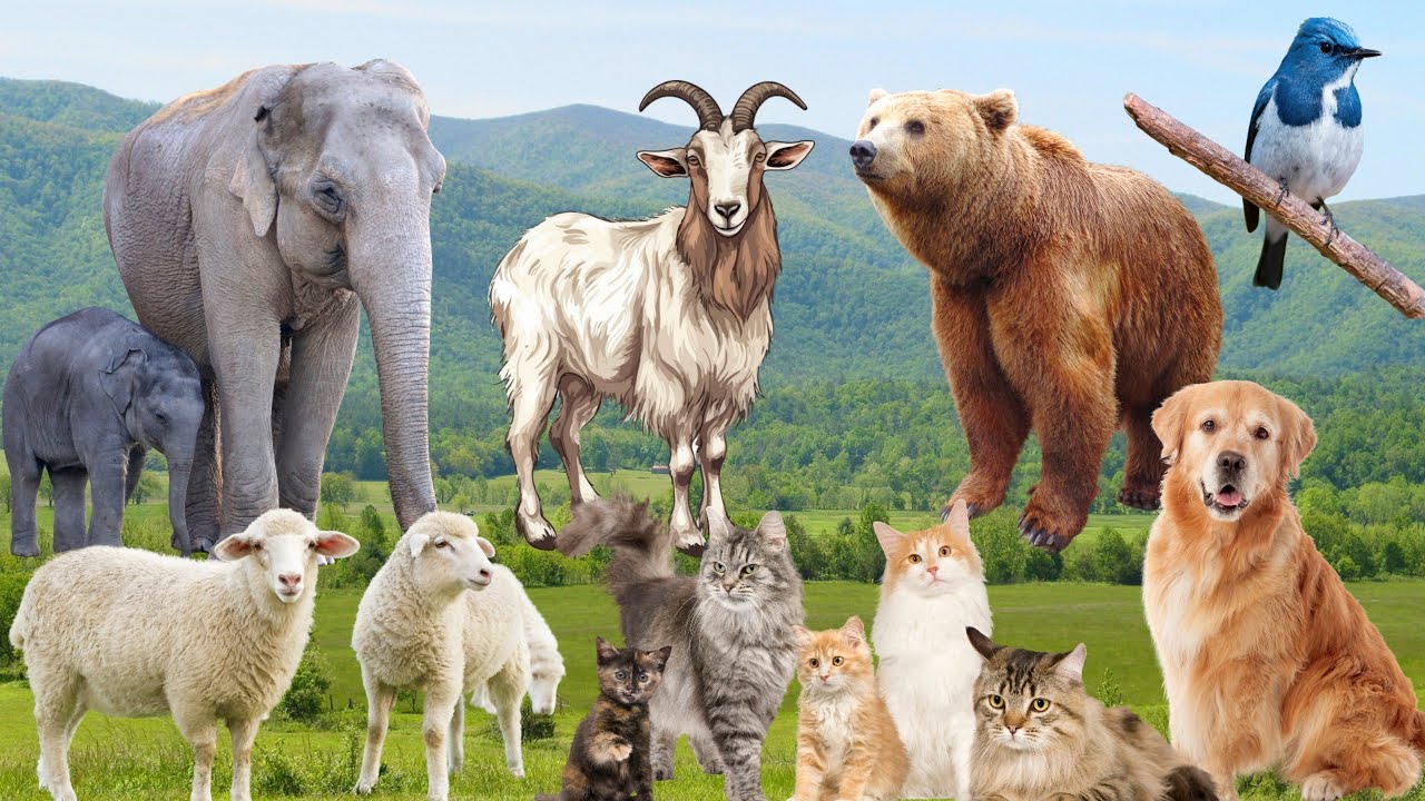 Have fun with animals: dog, cat, elephant, sheep, goat,... - YouTube