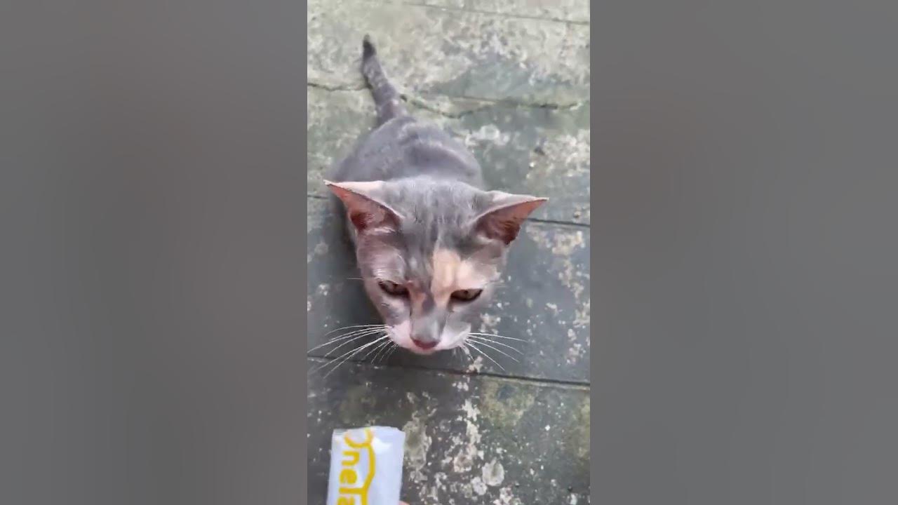 My cay is my boo #cat #kittyboo #catlover #cute #cutecat #kitty #kittytime #cutekitty #catworld ...