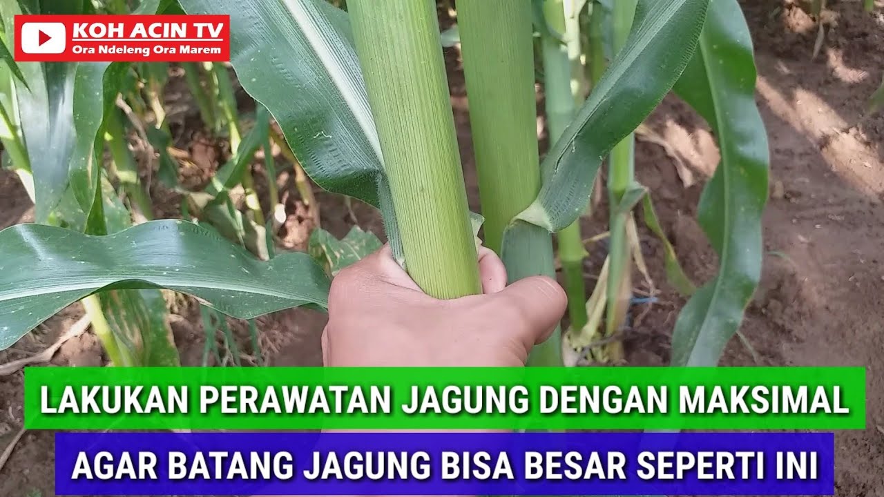 LAKUKAN PERAWATAN JAGUNG DENGAN MAKSIMAL AGAR BATANG JAGUNG BISA BESAR ...