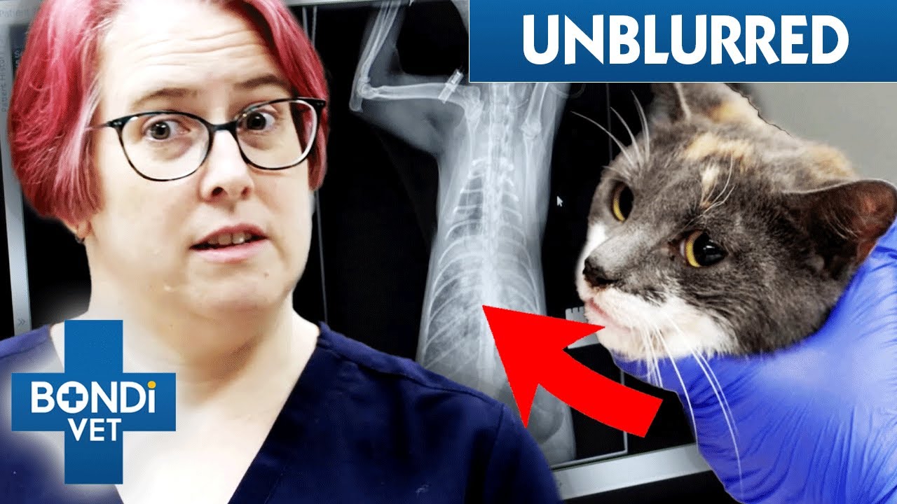 UNBLURRED: Cat Is Suffocating From Build-Up Fluid In Lungs 😫 Coast To ...