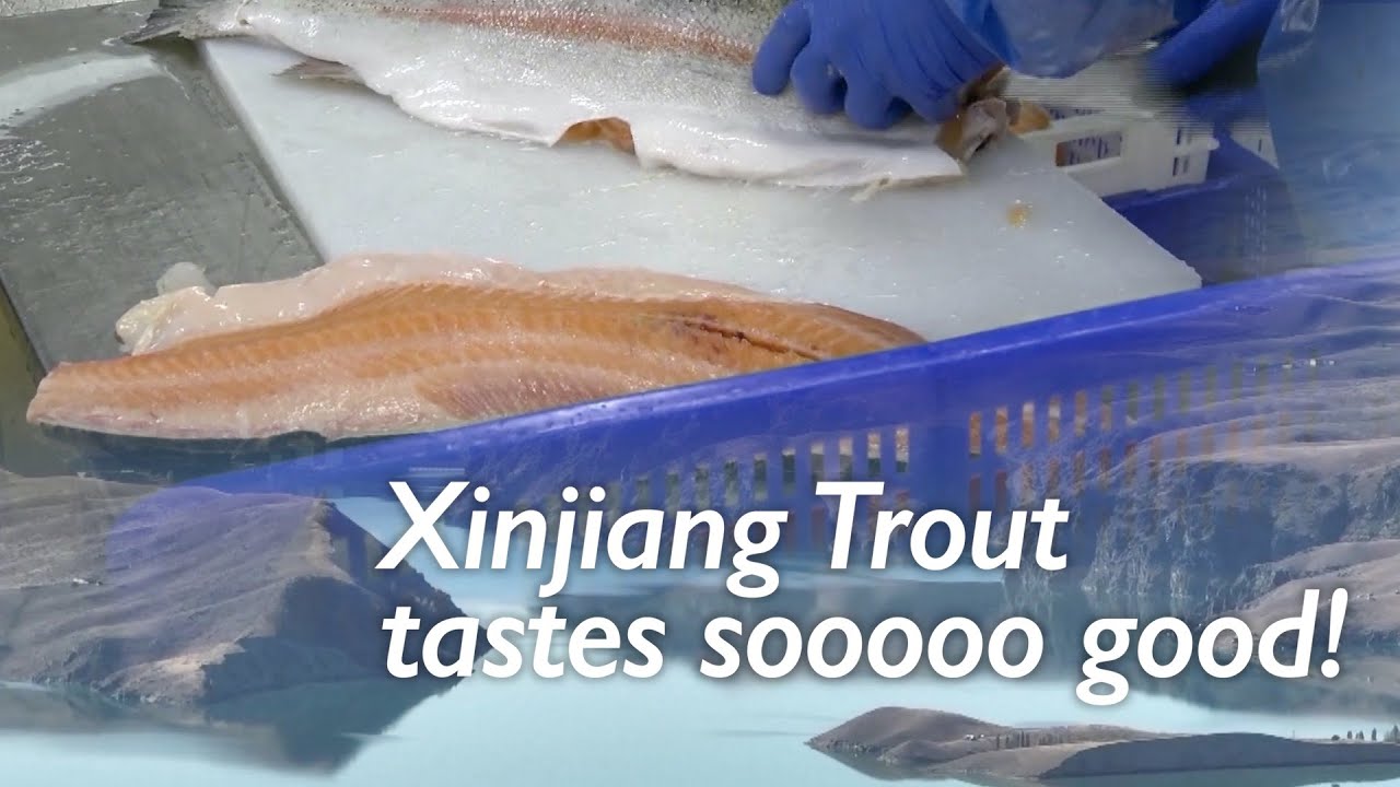 Trout farming makes a splash in China's Xinjiang, bolstered by snowmelt ...