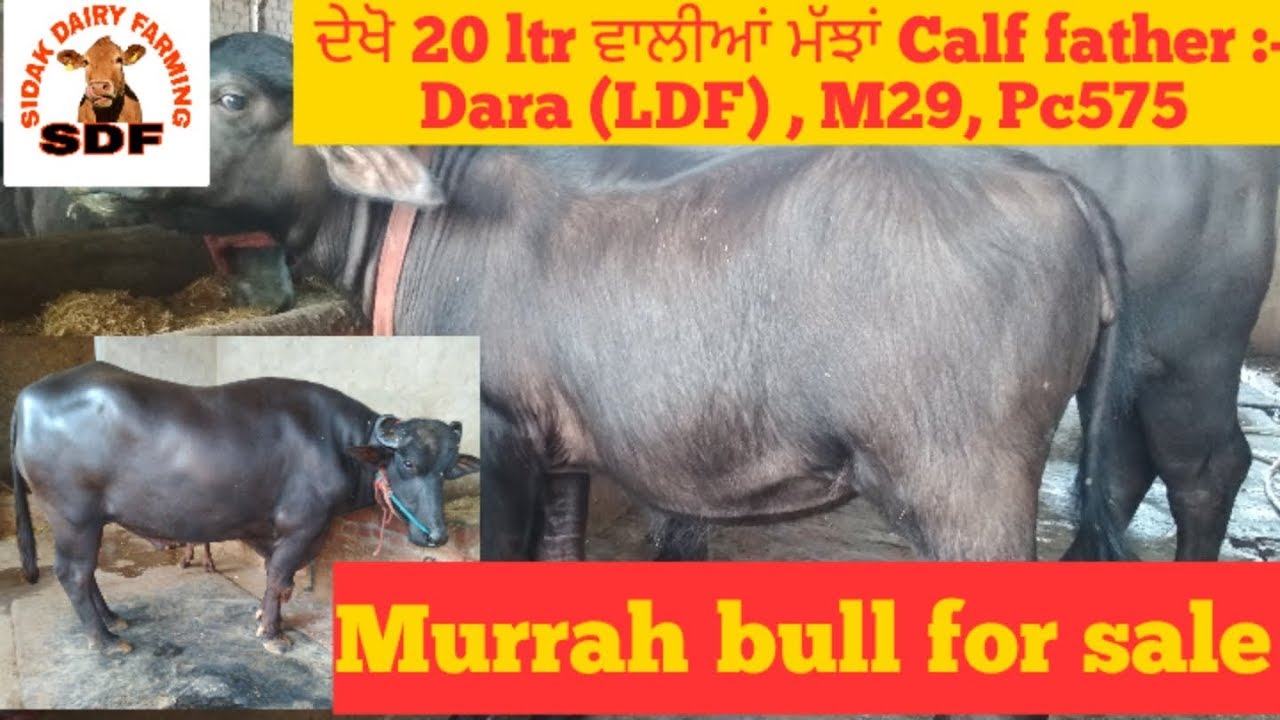 Extraordinary animals in a village of punjab, ਦੇਖੋ ਬਹੁਤ ਵਧੀਆ ਰਿਕਾਰਡ ...