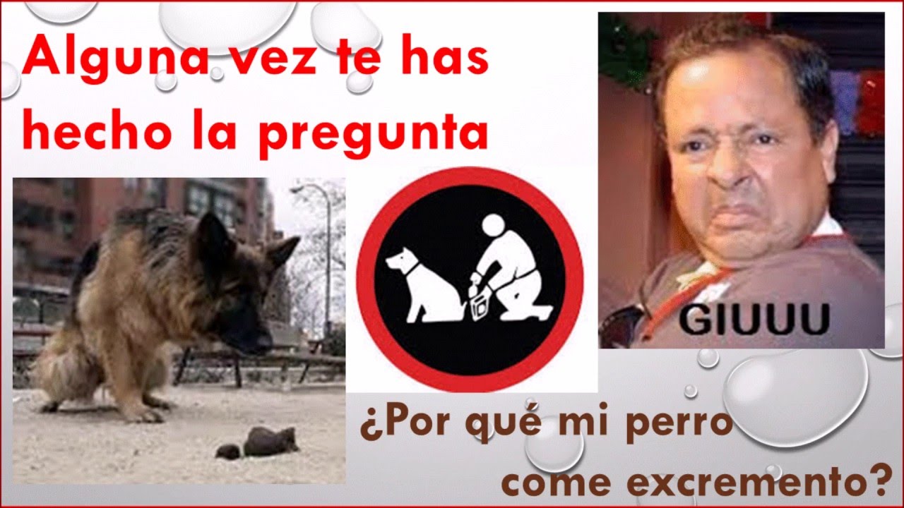 El perro come caca? - YouTube