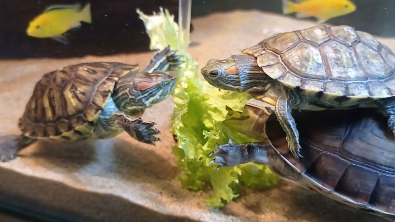 Red-eared slider & Malayan box turtle eating lettuce. - YouTube