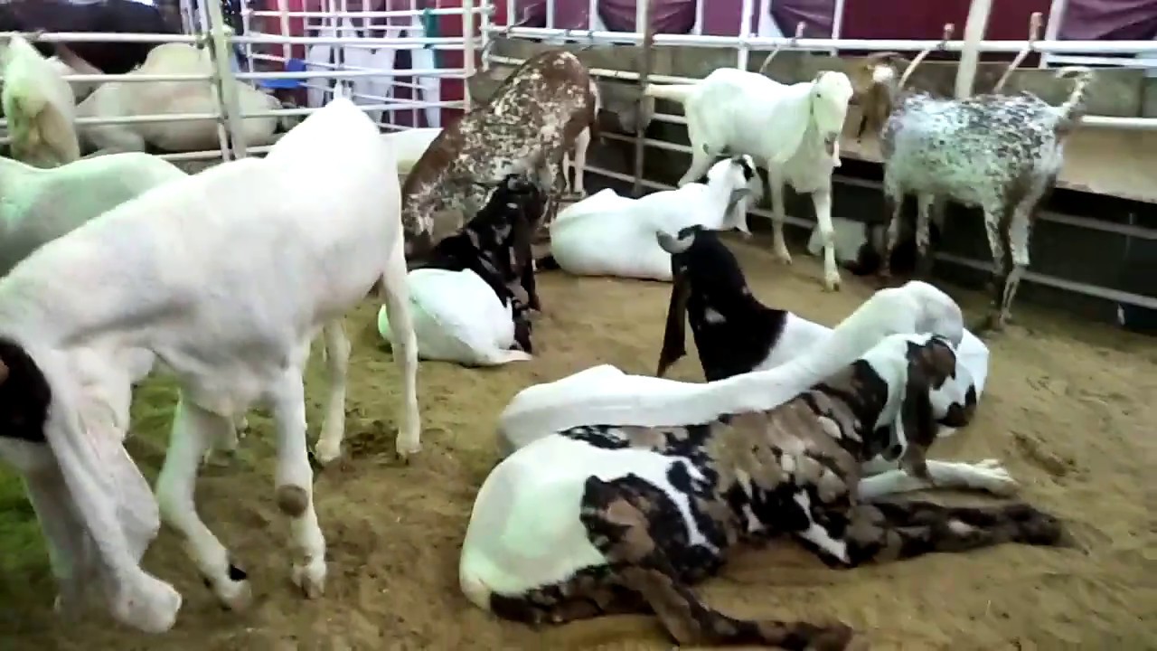 DADI HOUSE K JANWAR 2017 Part 02 - YouTube