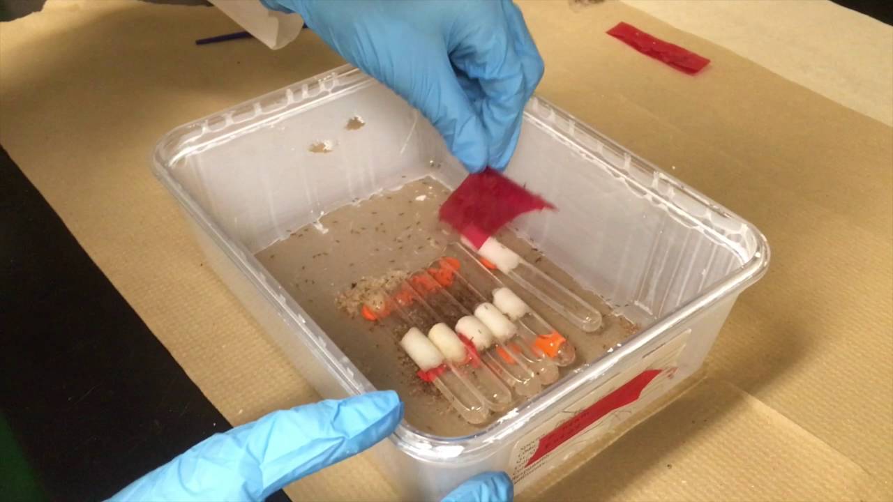 Day in the Ant Lab - Ant Arbiters - YouTube