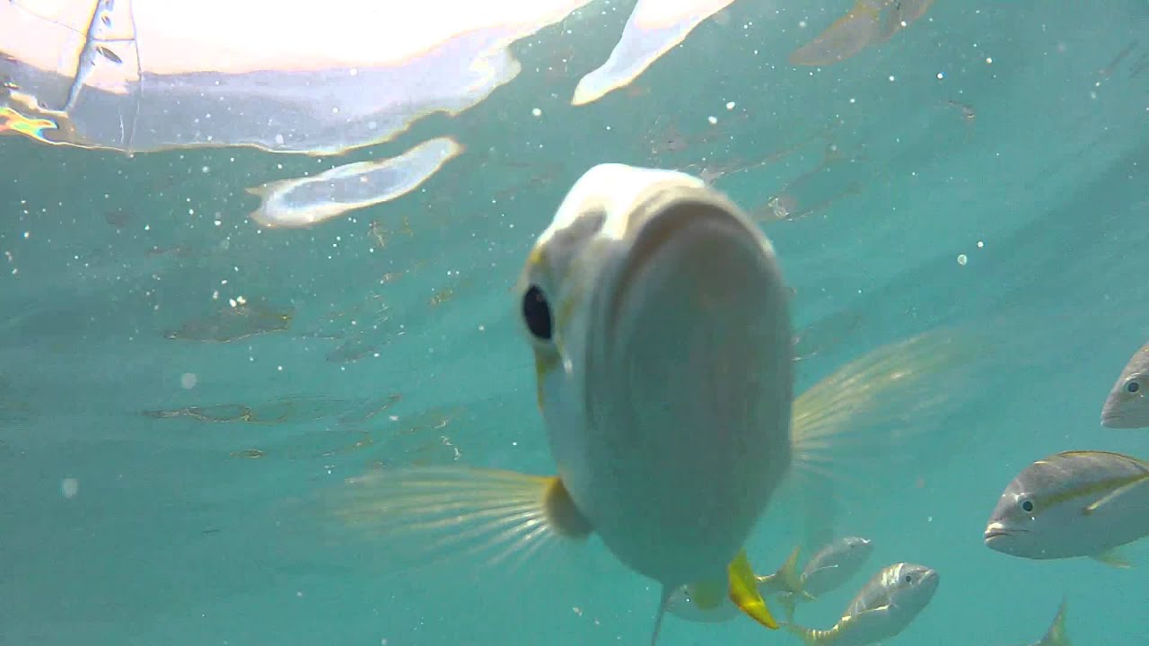 Yellowtail Snapper - Snorkeling Key West - YouTube