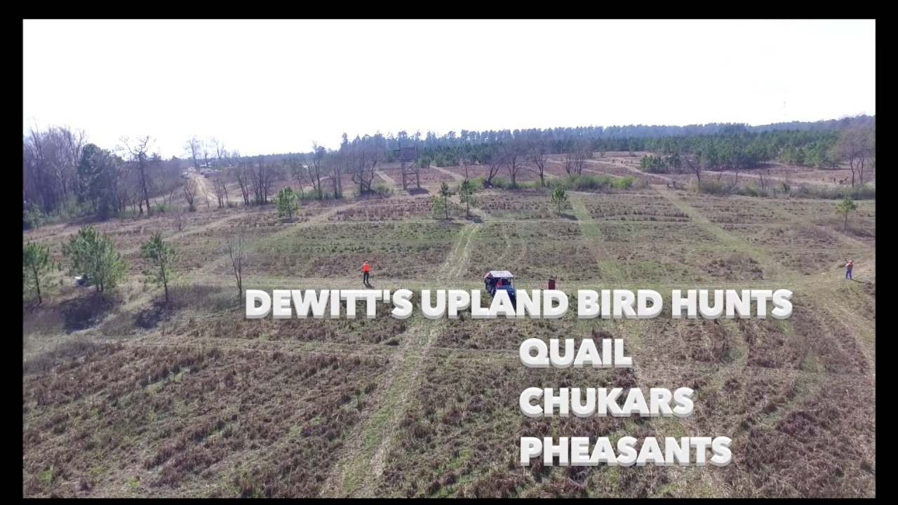 Dewitt's Pheasant Tower Shoot - YouTube