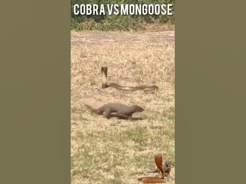 Battle!!!King Cobra vs Mongoose - YouTube