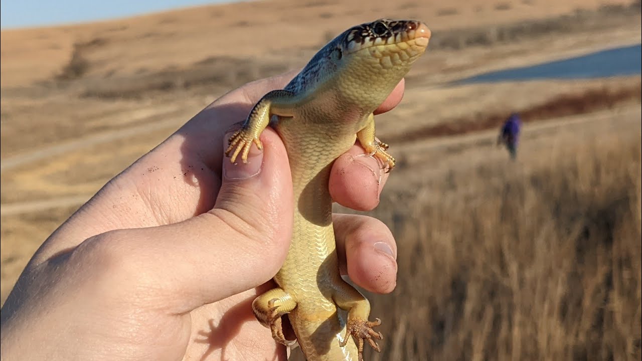Kansas Great Plains Skink Catch and Release - YouTube