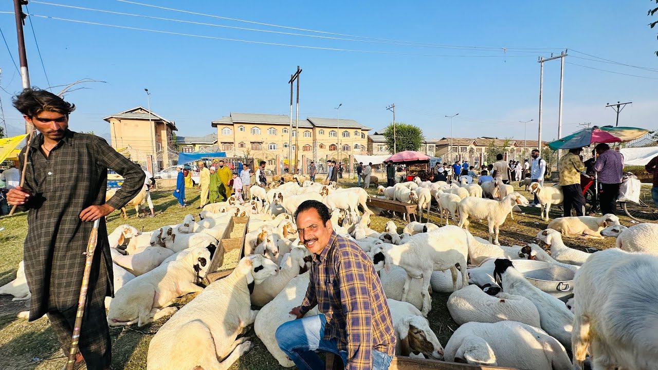 Exploring Srinagar Eidgah Sheep 🐑 Mandi with father - YouTube