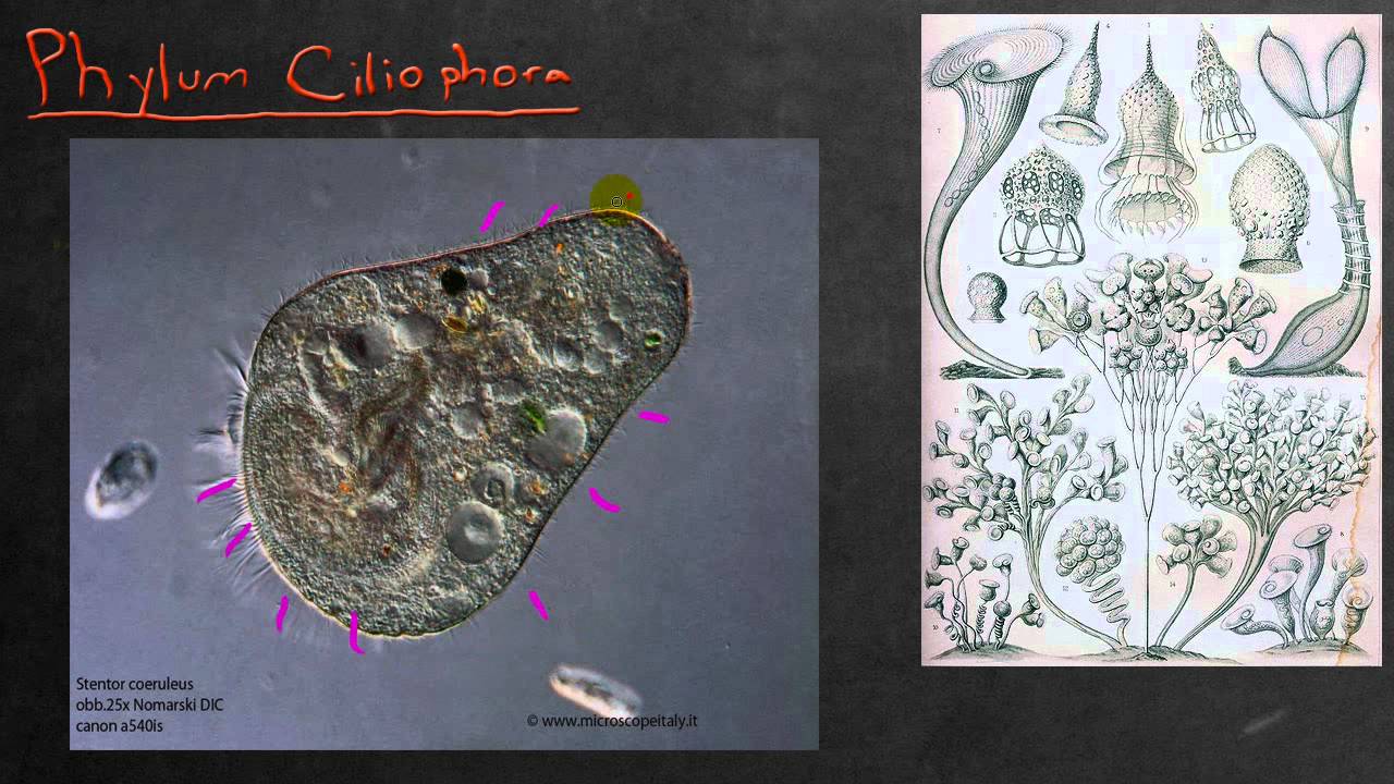 Biology in 4 Minutes -- Chromista and Ciliophora! - YouTube