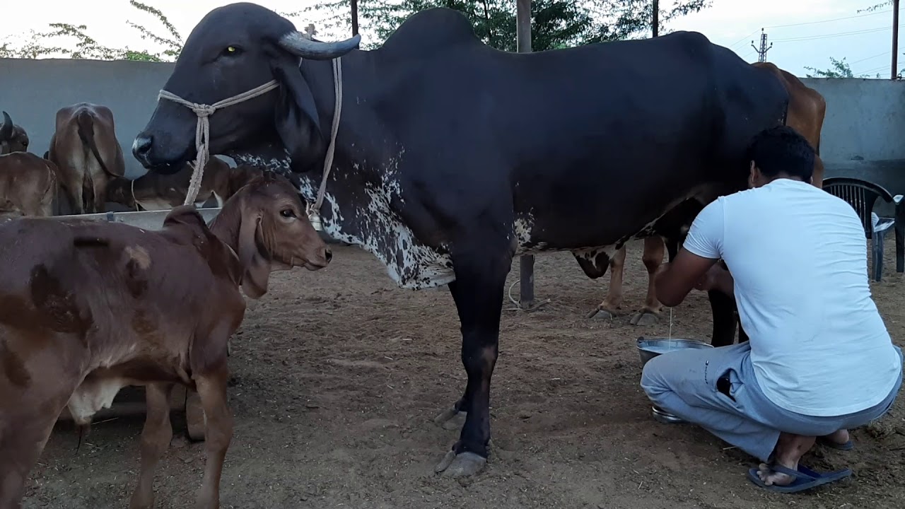 Gir cow aravali dairy farm (16.5.2020) 9414745465 - YouTube