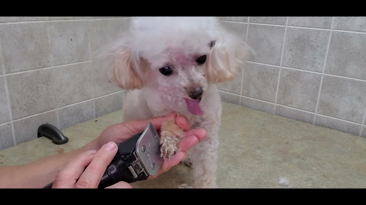 How to trim a poodle cut face, feet and bum, toy poodle, dog grooming ...
