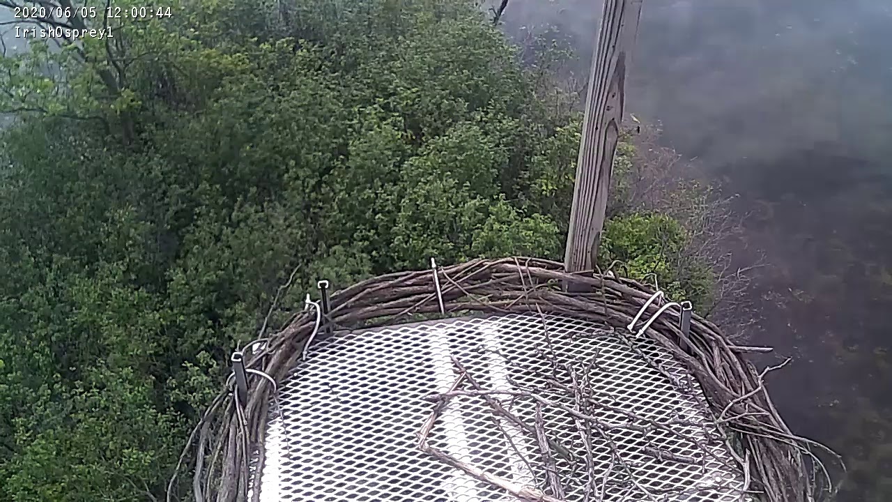 Irish Lake Indiana Osprey Cam Live Stream - YouTube