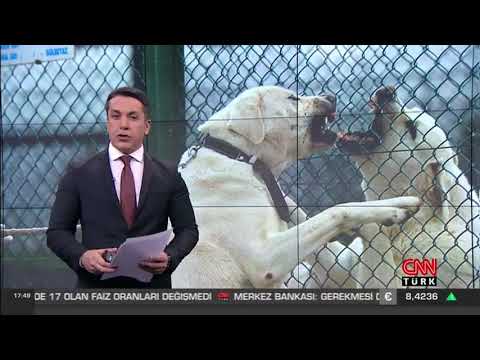 TİGEM - SAFKAN AKBAŞ VE KANGAL YETİŞTİRİCİLİĞİ - CNN TÜRK