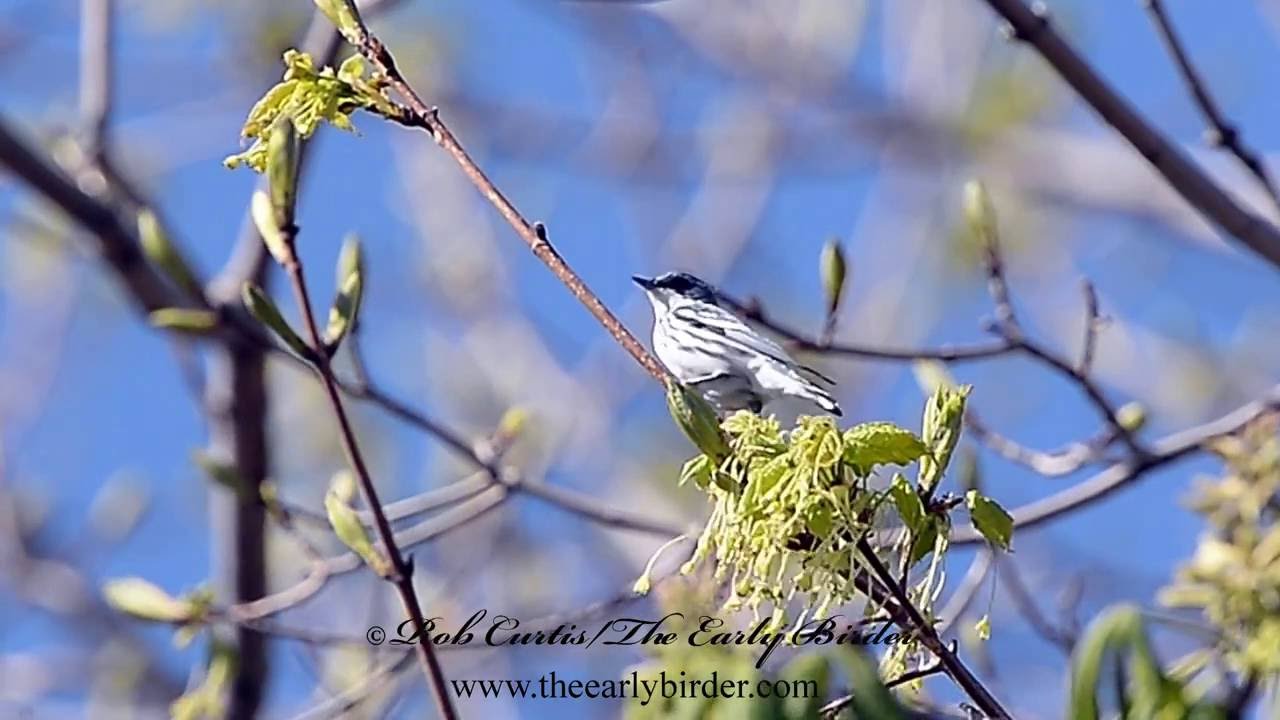 CERULEAN WARBLER foraging , singing. Setophaga cerulea - YouTube