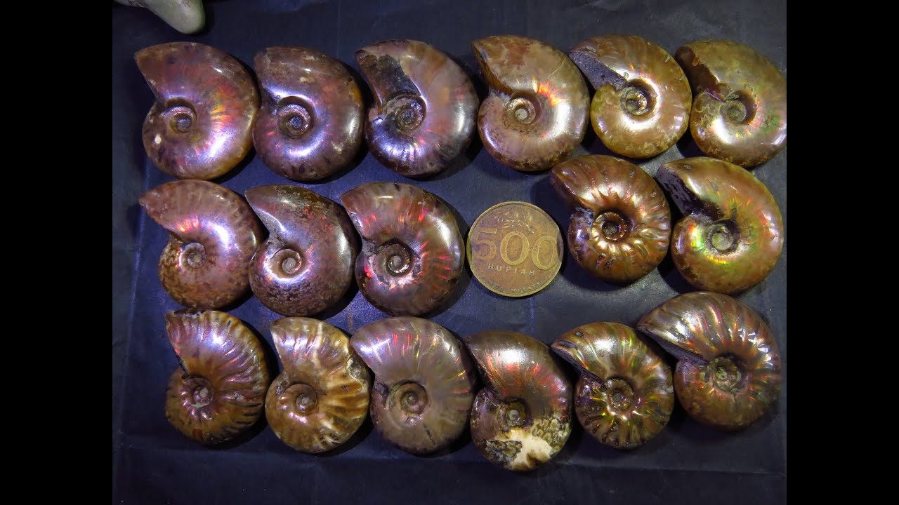 AF70-86 BATU fosil kerang keong Natural Ammonite Ammolite Fossil sea ...