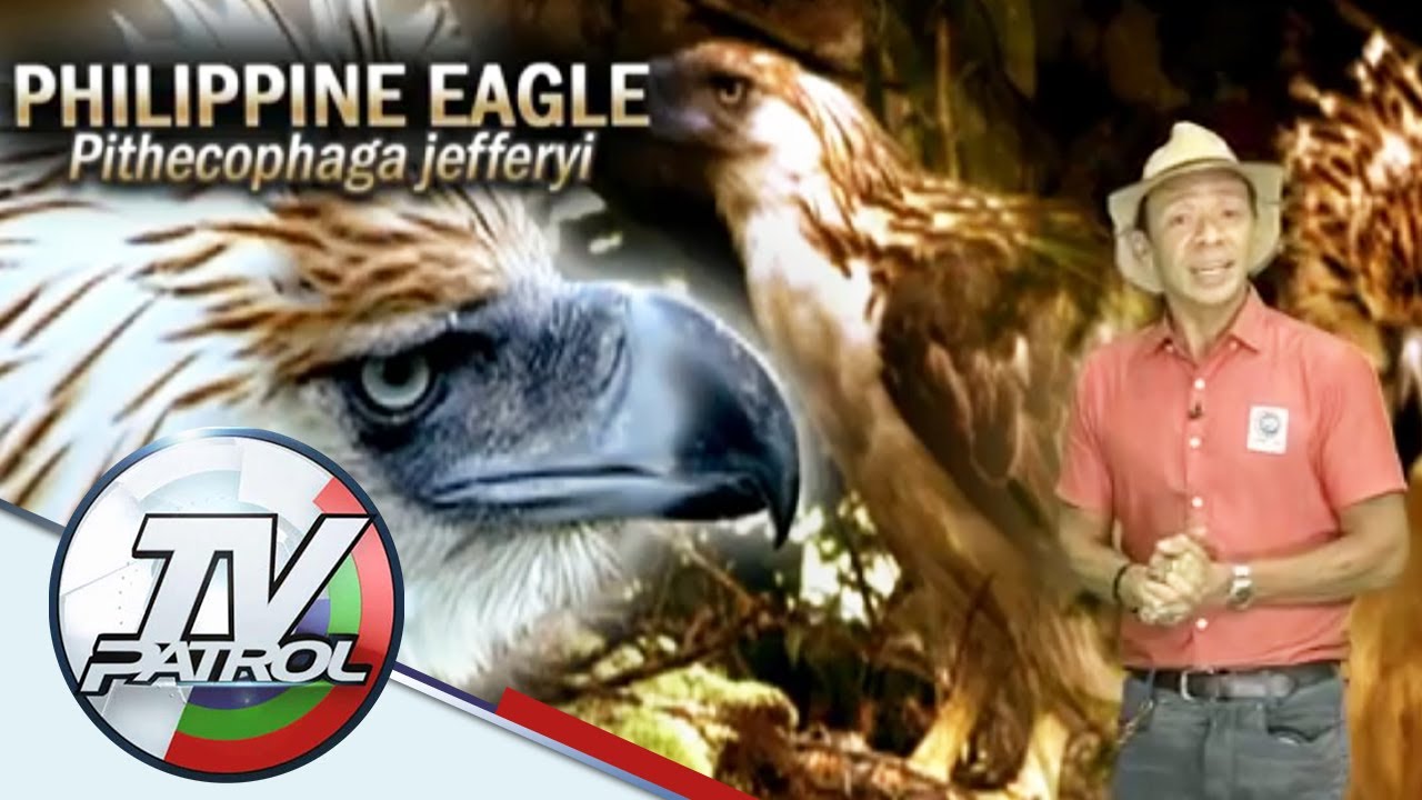 Philippine Eagle nakuhanan ng video sa Cotabato | Kaunting Kaalaman ...
