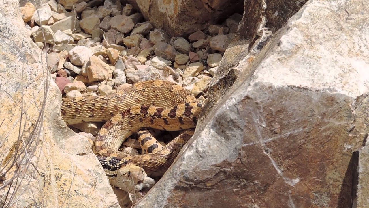 Western Bull Snake - YouTube